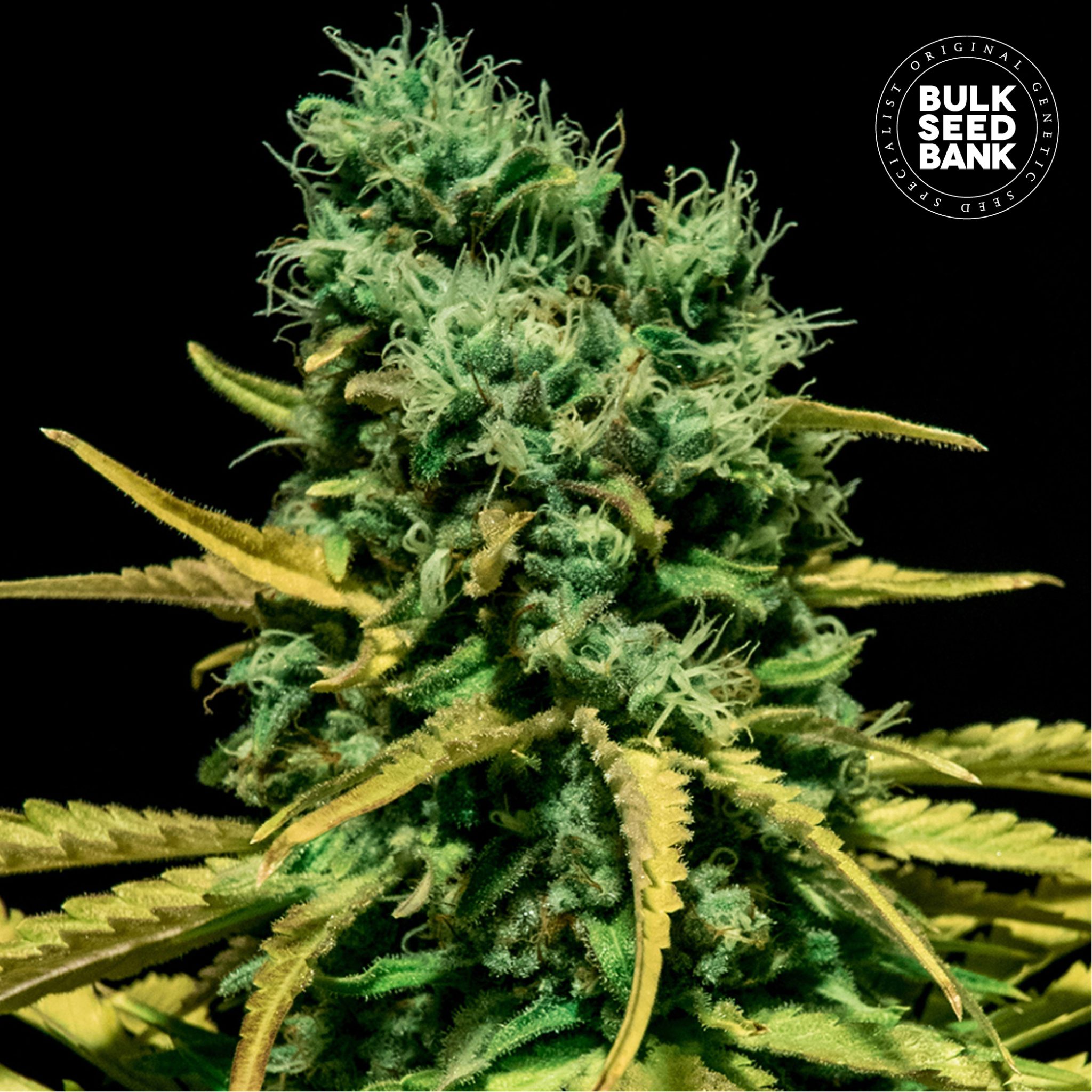 Bulk Seed Bank | Original Genetic Seed Specialist
